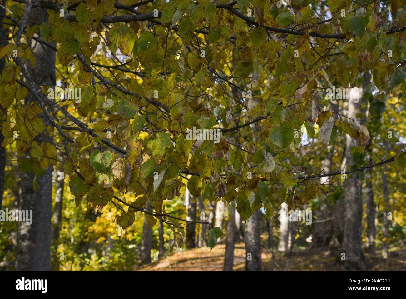 Close-up of a yellow birch tree leaf. Autumn landscape with tree leaves ...