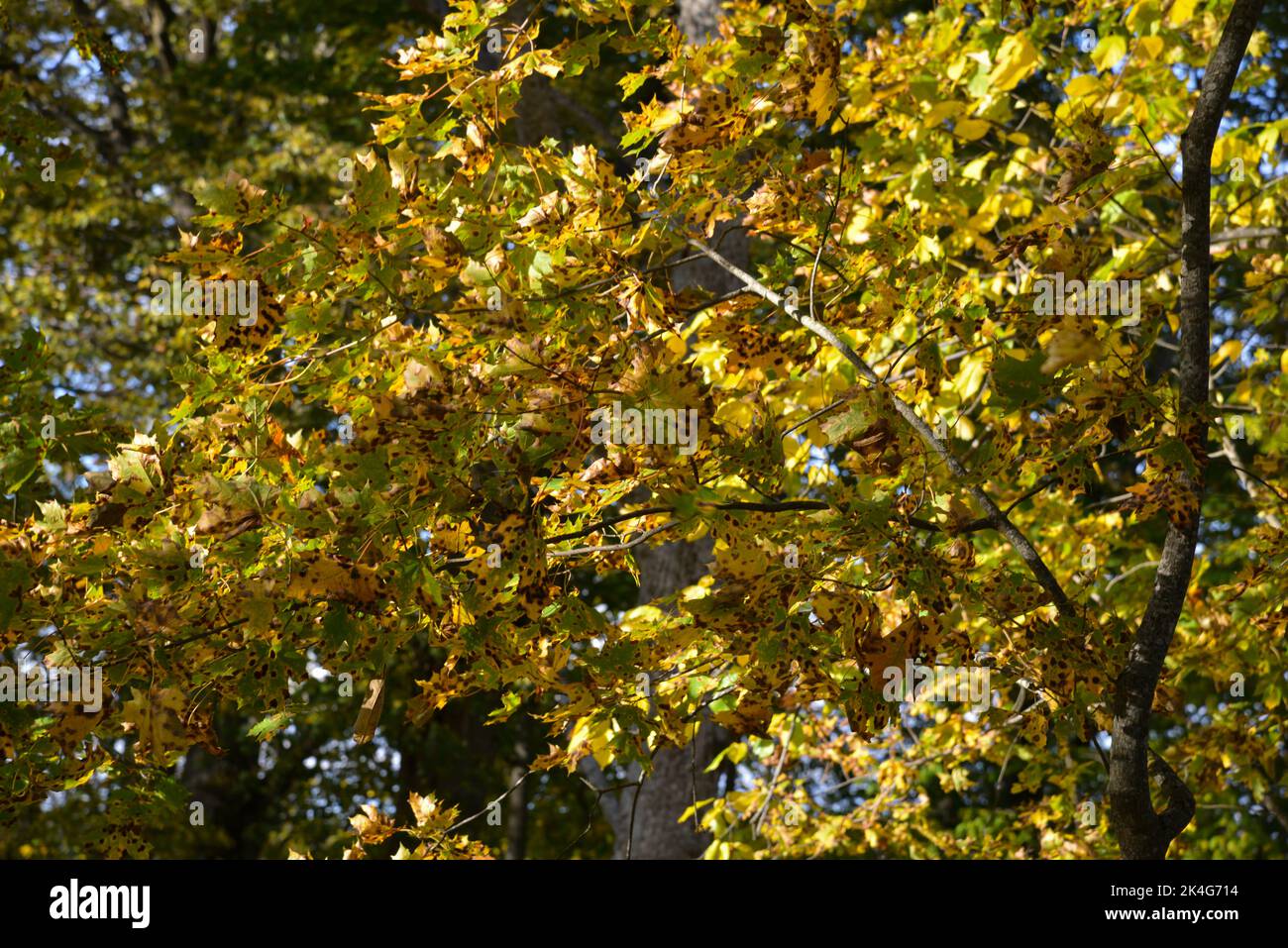 Yellow maple leaves in autumn with black dots on them. The sun shines ...