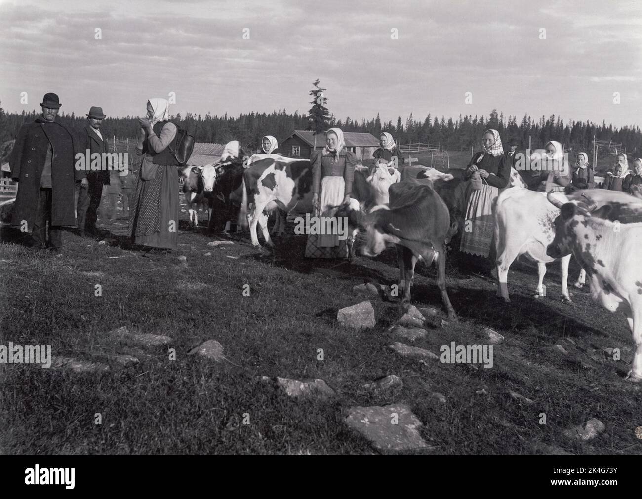 Keyberg's livestock in Malung, Dalarna. Men and women among cows ...