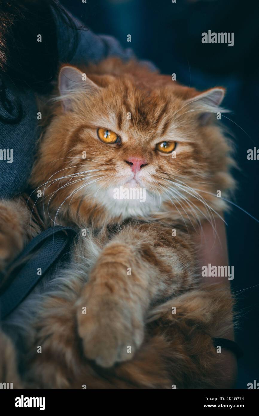 A vertical shot of a ginger Persian cat with orange eyes in hands Stock Photo - Alamy