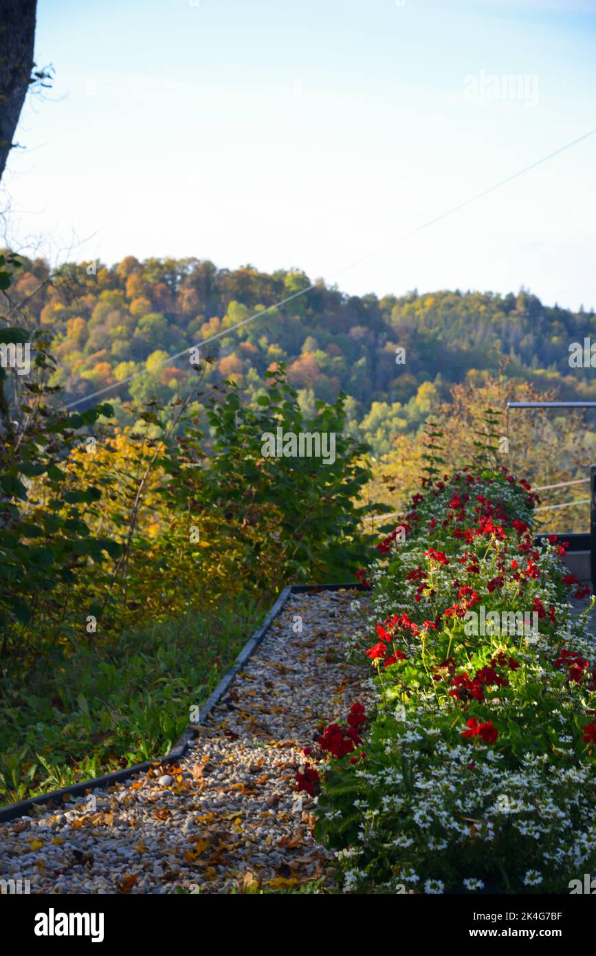Red flowers in flowerpots in the park. Stone pebbles are scattered on ...