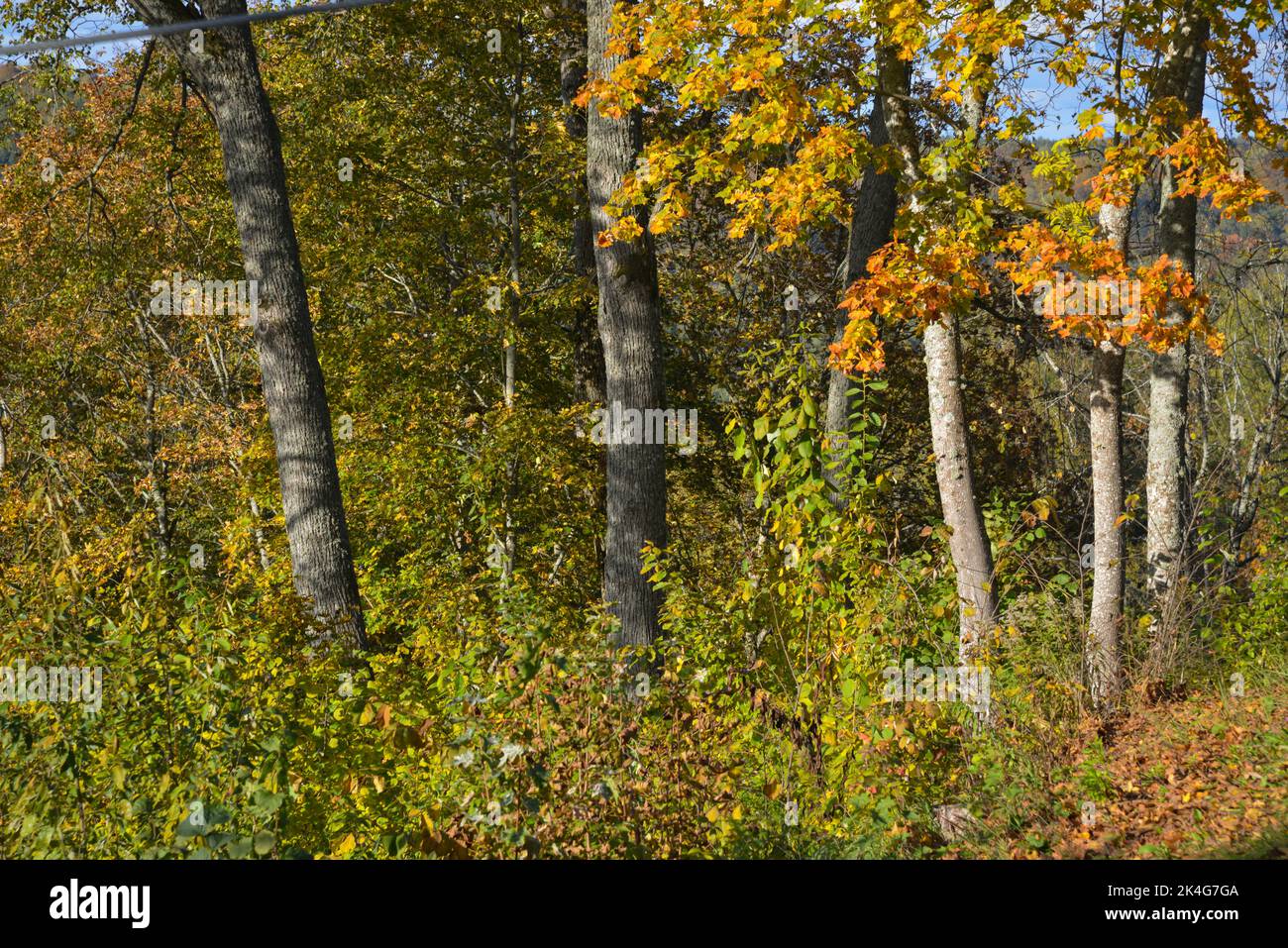 Tree trunks in the forest under colorful tree leaves in autumn Stock ...