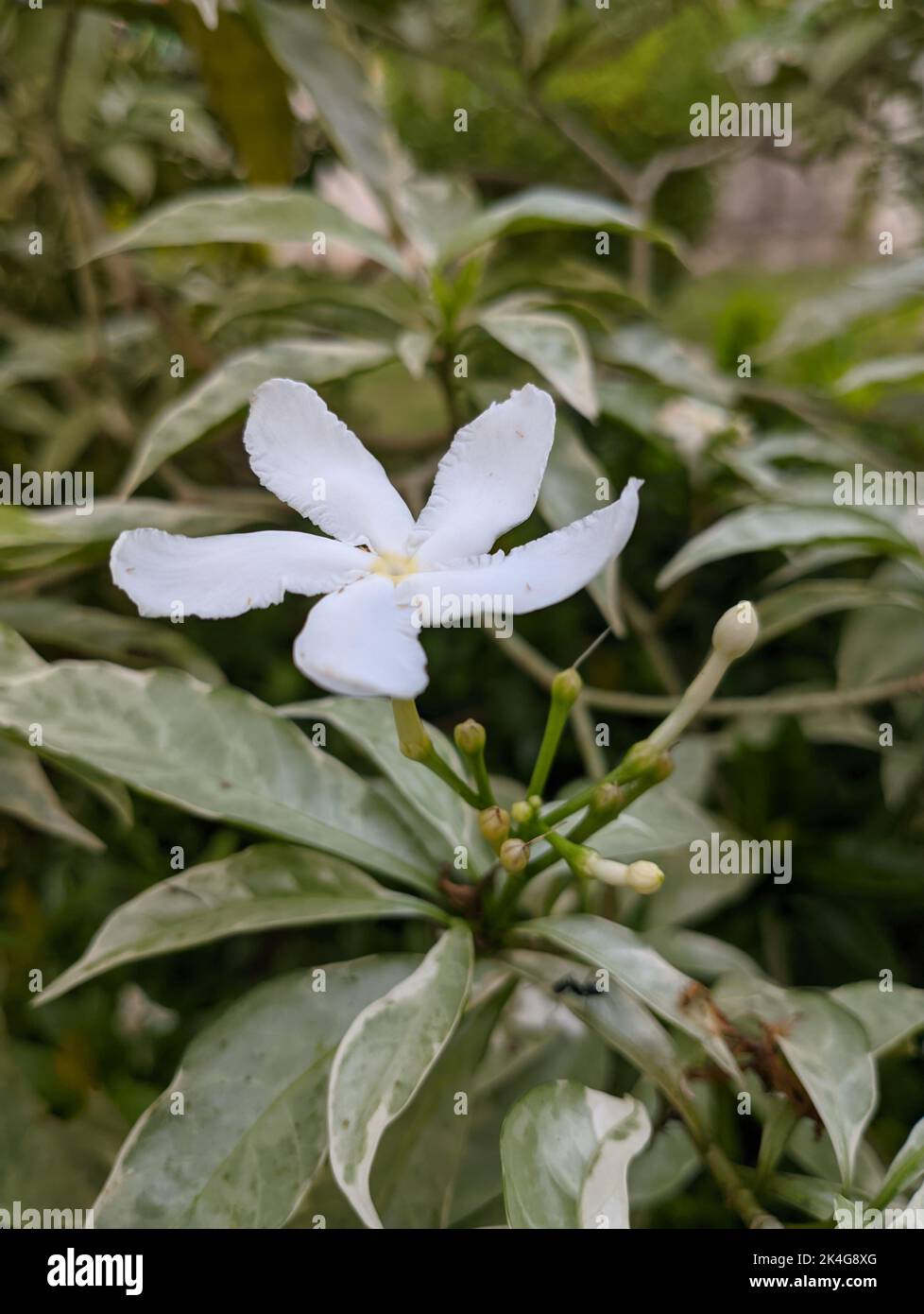 A vertical shot of a pinwheel flower (Tabernaemontana divaricata Stock ...