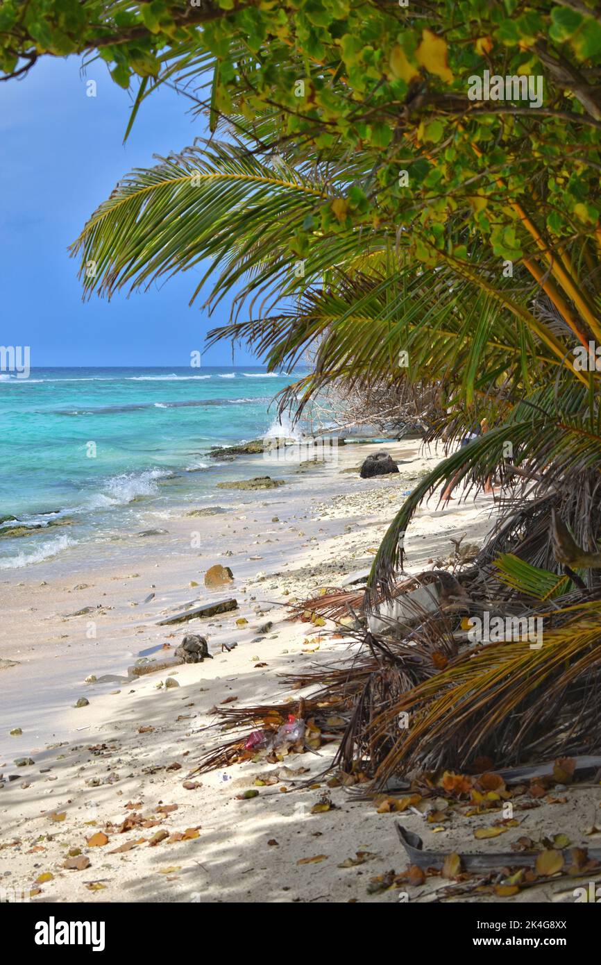 A vertical shot of a beautiful tropical beach with a palm tree at the ...