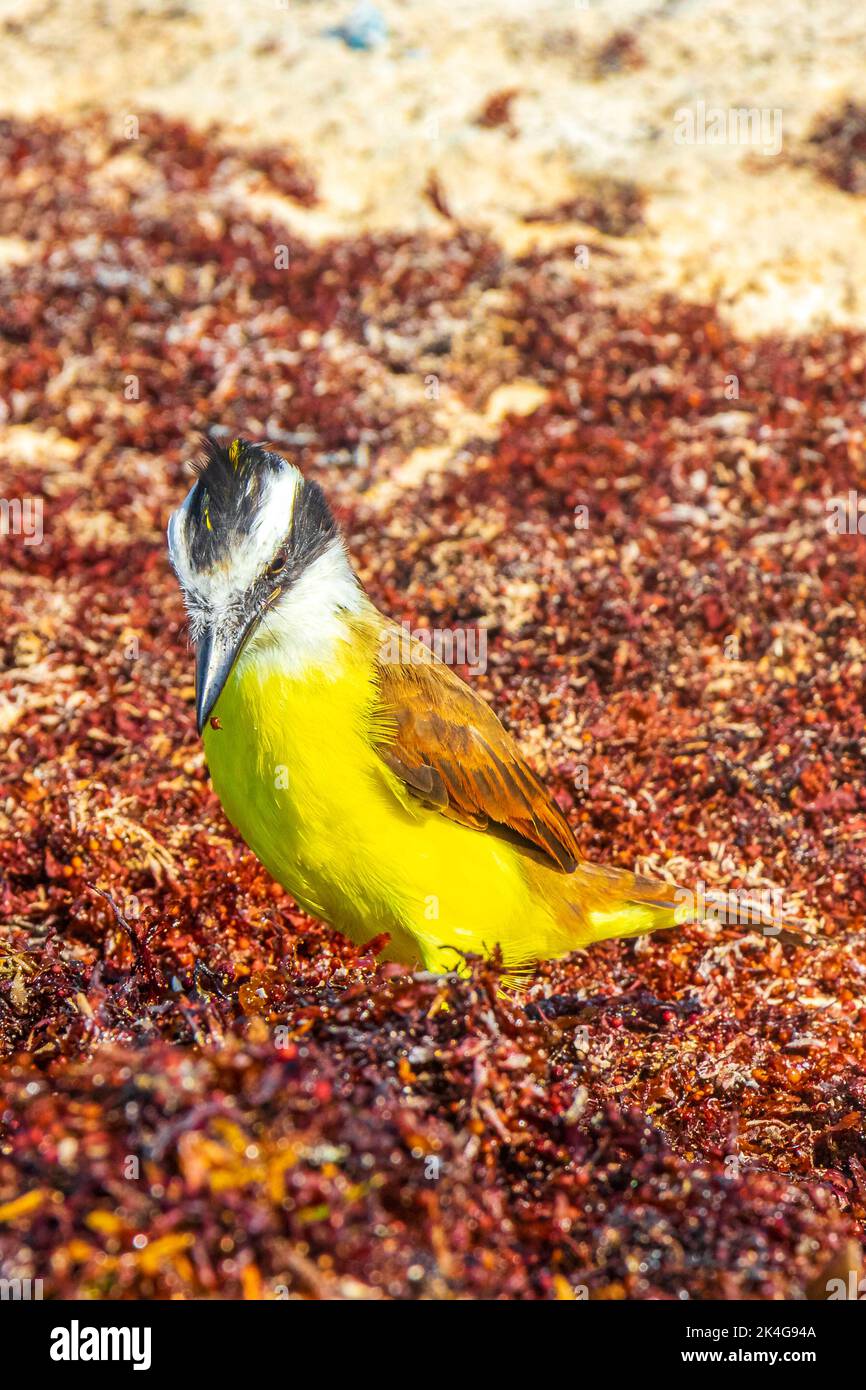 Great Kiskadee yellow brown male female bird birds eating disgusting ...