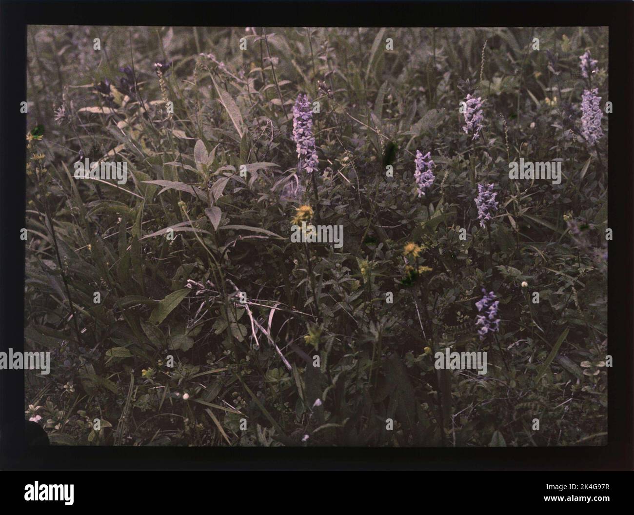 Bridal groove and golden rice. Autochrome / autochrome photography ...