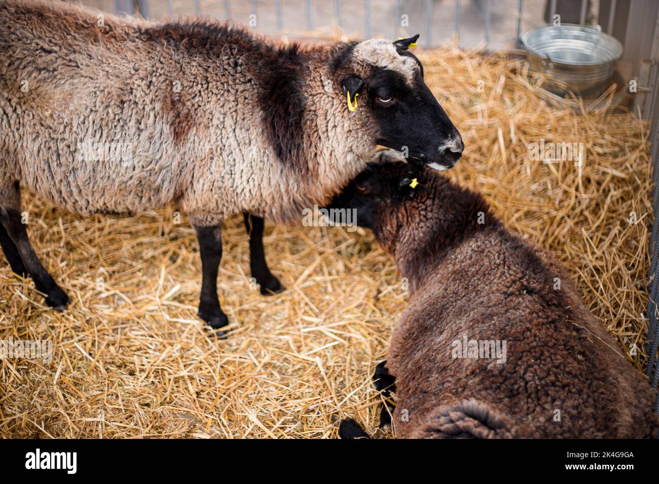 Sheep in a barn on straw. Animal husbandry and farming Stock Photo - Alamy