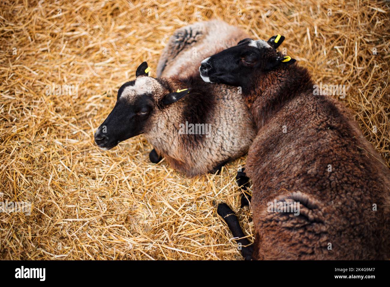 Sheep in a barn on straw. Animal husbandry and farming Stock Photo - Alamy