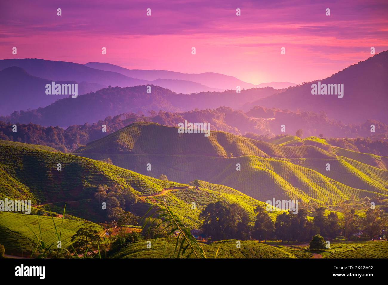 Cameron Highland tea plantation under sunset bright sky. Wonderful ...