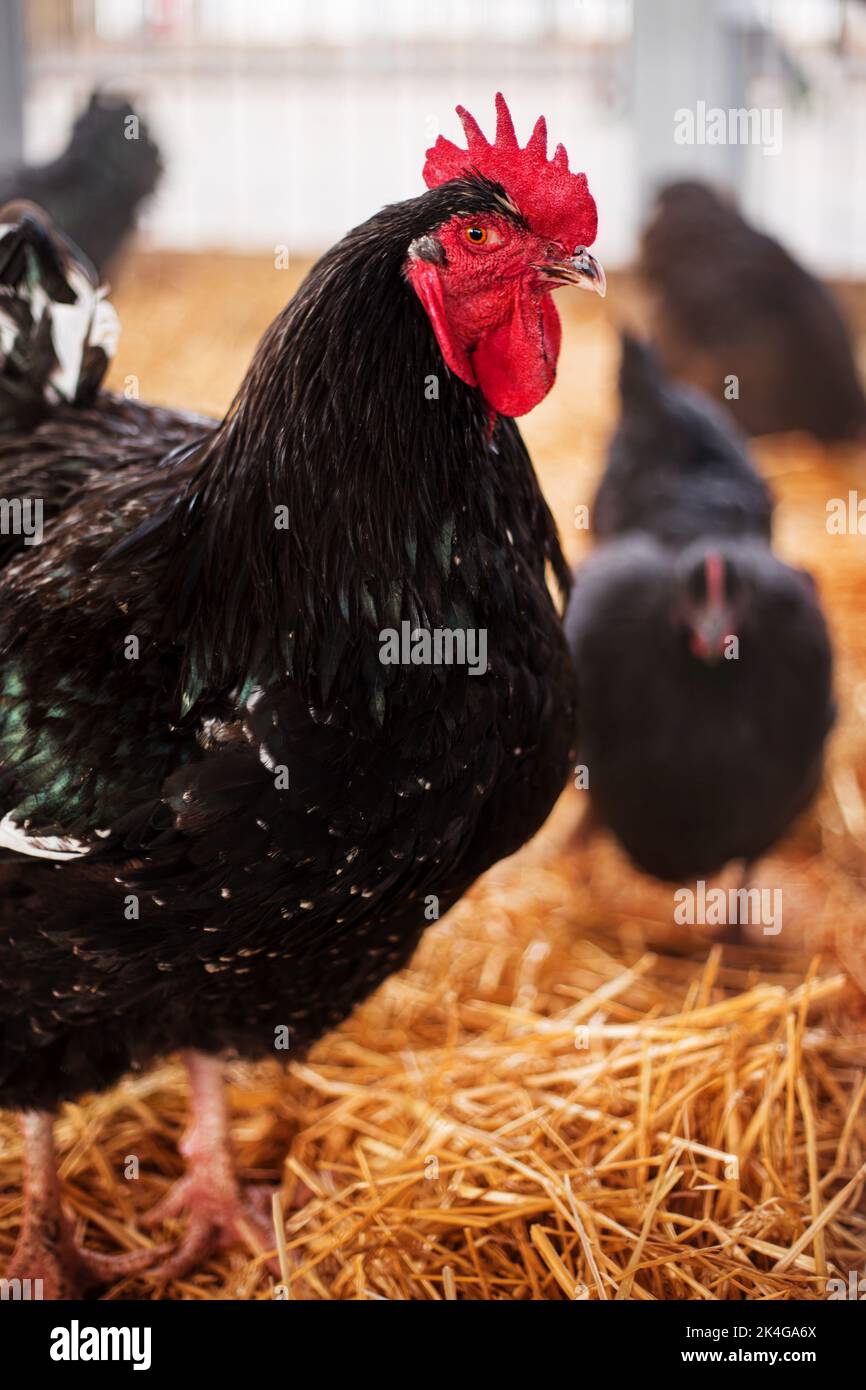 Chickens in a barn on straw. Poultry breeding and farming Stock Photo ...