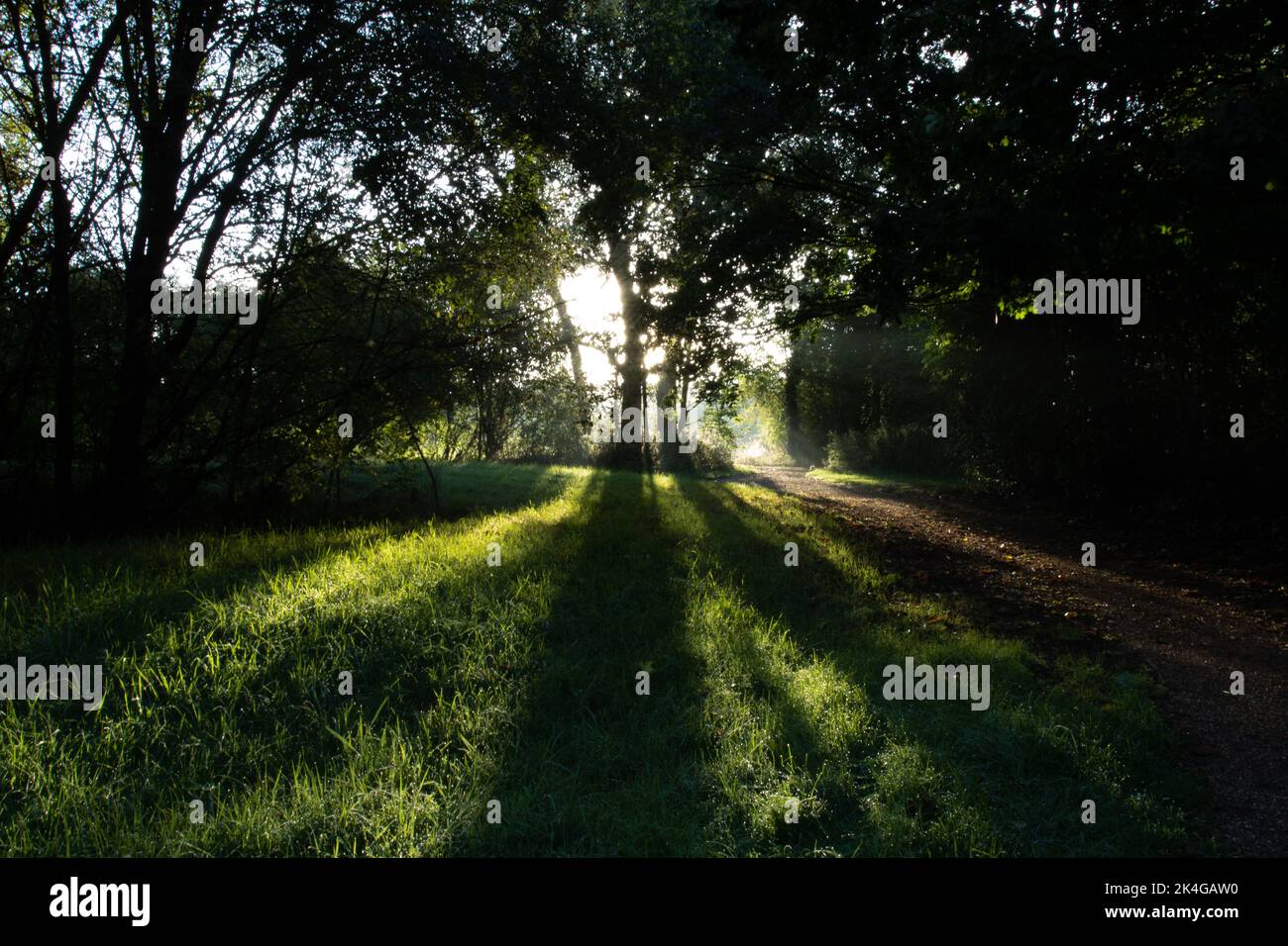 Sunrise through the trees Stock Photo - Alamy