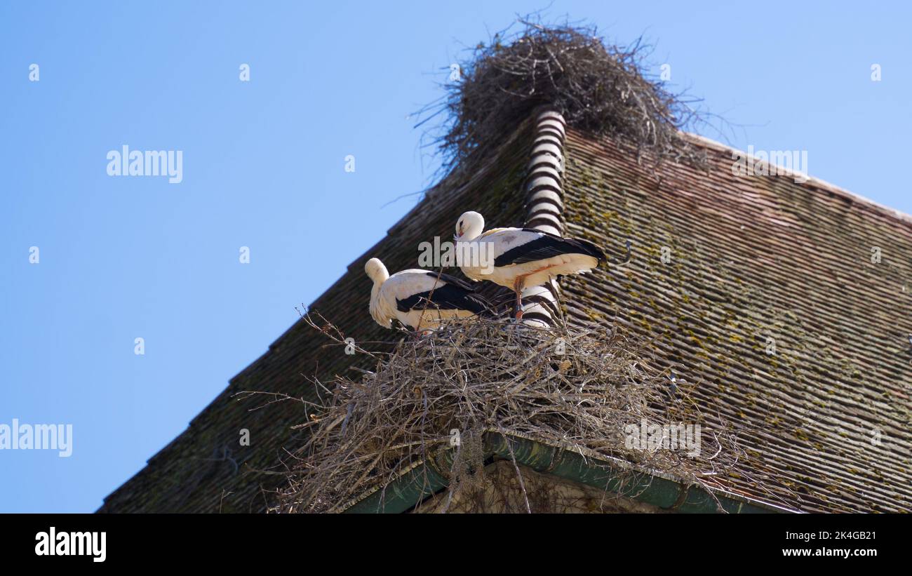 Two storks in a stork nest hi-res stock photography and images - Alamy