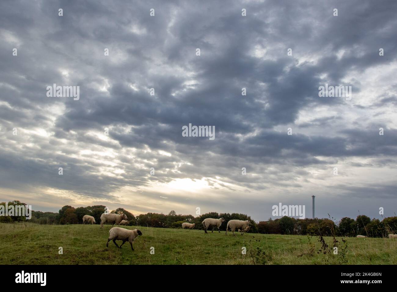 Sheep on an autumn morning Stock Photo - Alamy