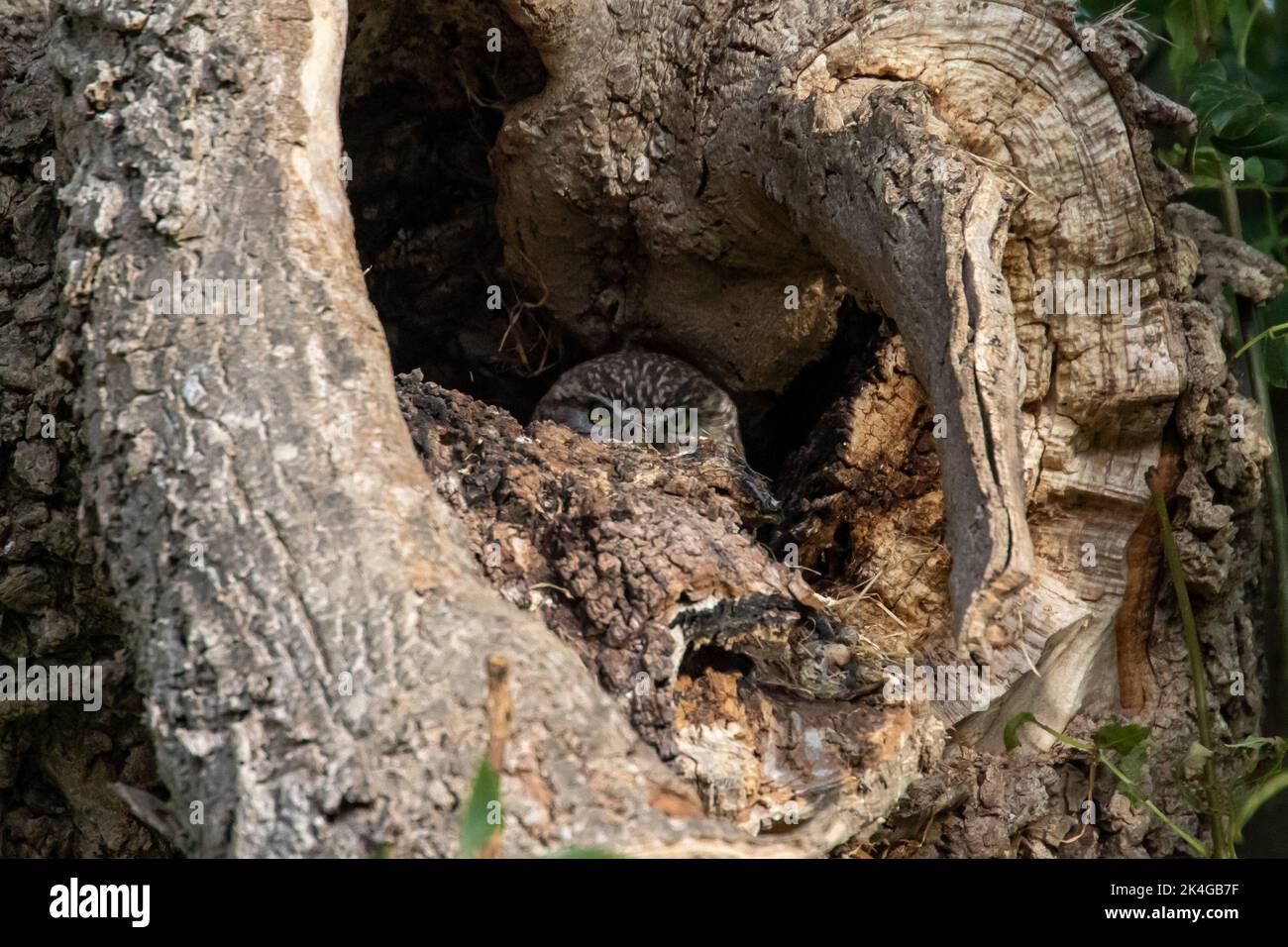 Little Owl in hiding Stock Photo - Alamy