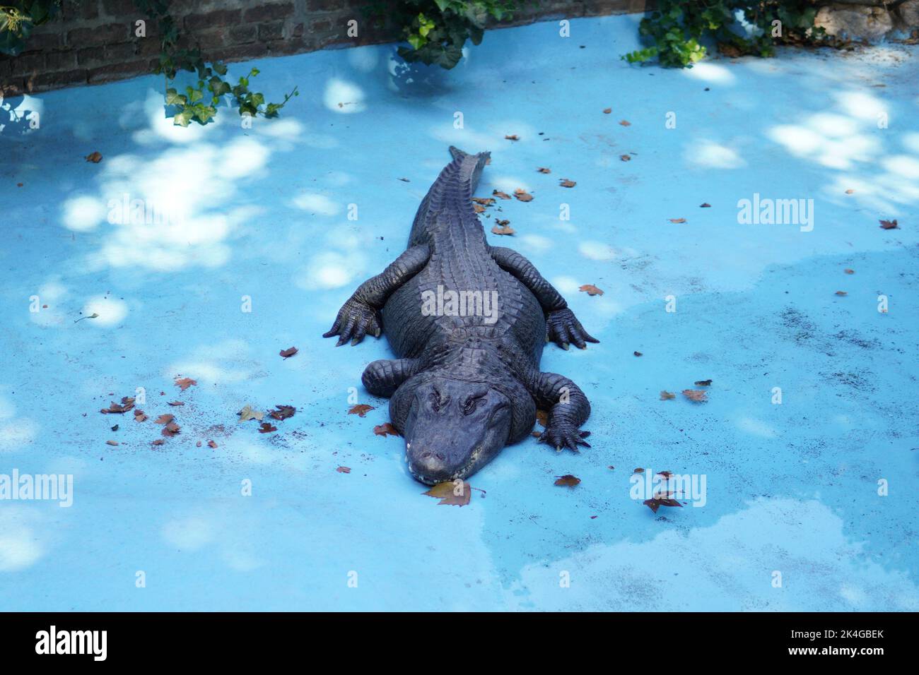 A top closeup of a black alligator in an empty swimming pool with some ...