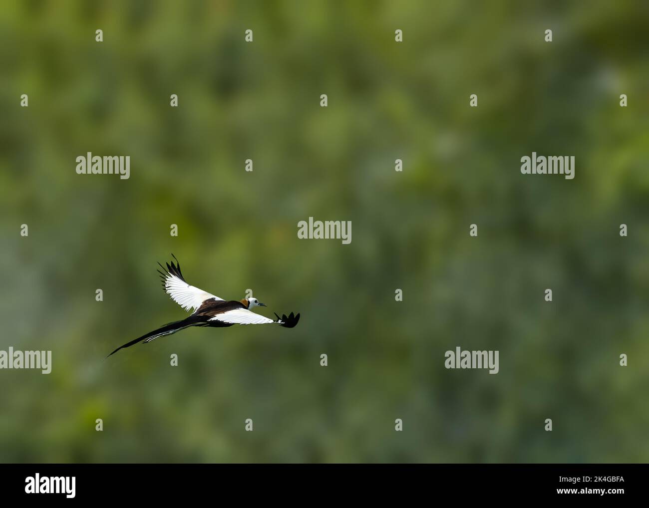 A Pheasant Tailed Jacana in flight with horizontal wings Stock Photo ...
