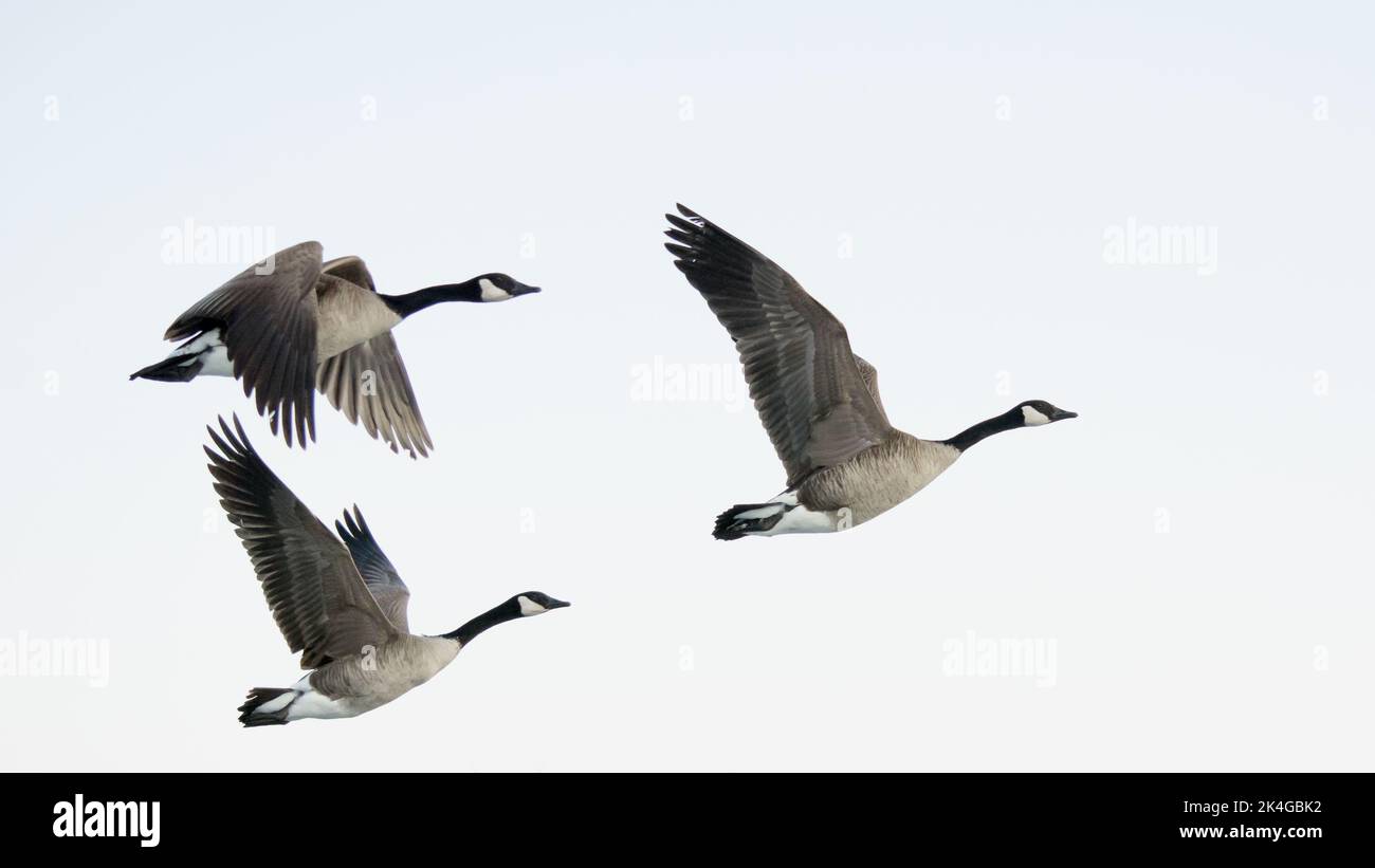 Three Canadian gees in flight Stock Photo - Alamy