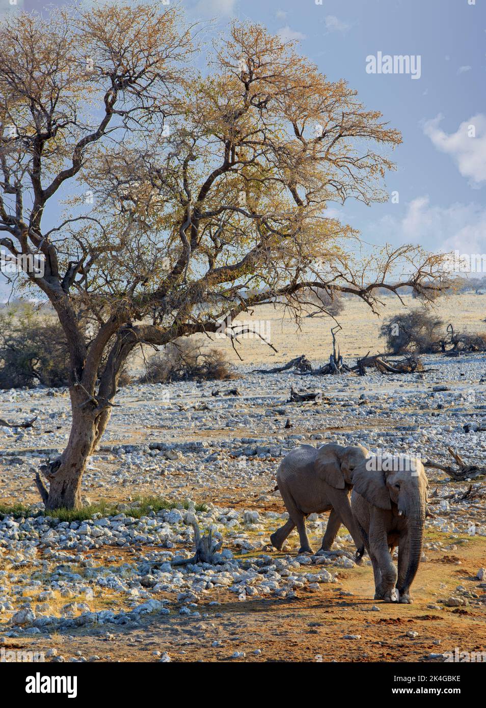 Two Elephants walking next to a tree with a bushveld background Stock ...