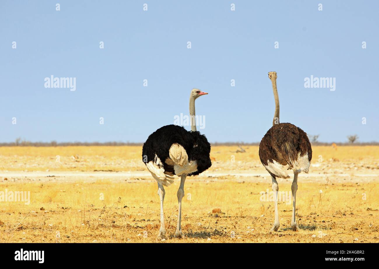 Male and Female Ostrich standing side by side on the open African ...