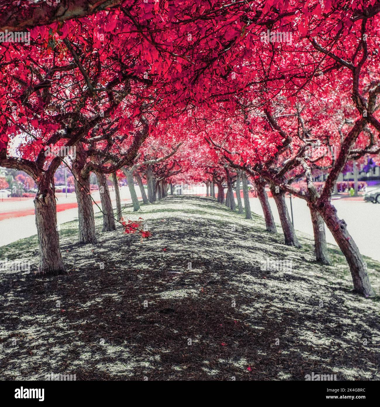 Pink infrared hi-res stock photography and images - Alamy