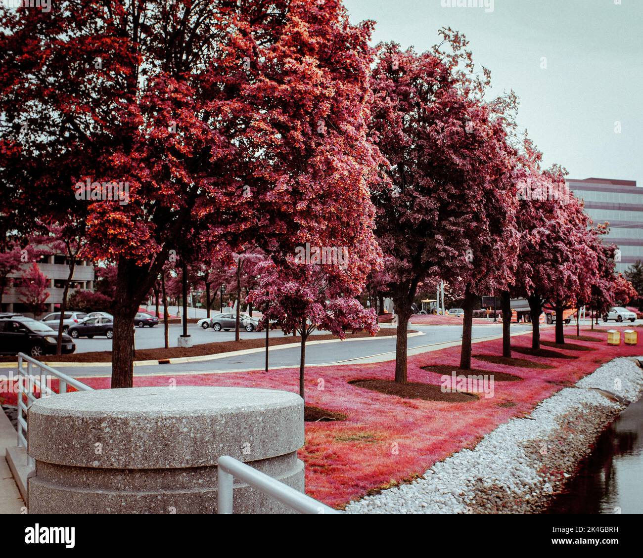 Pink infrared hi-res stock photography and images - Alamy