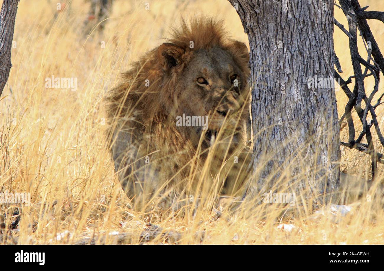 African Male Lion resting next to an old dry tree with good view of ...