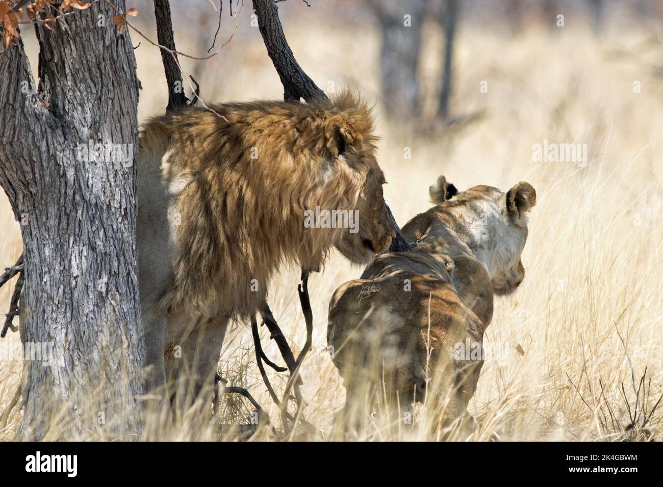 Male Lion and Lioness - mating couple resting next to a tree near ...