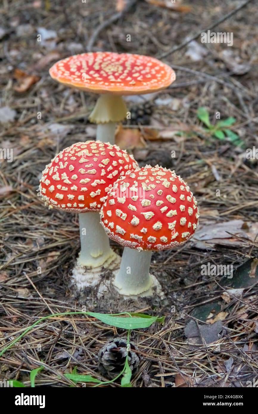 A group of fly fungi growing among dry grass, dry fallen leaves. Photo ...