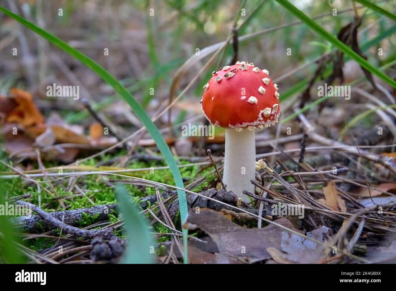 Young red fly mushroom grows in the meadow in the grass and dry leaves ...