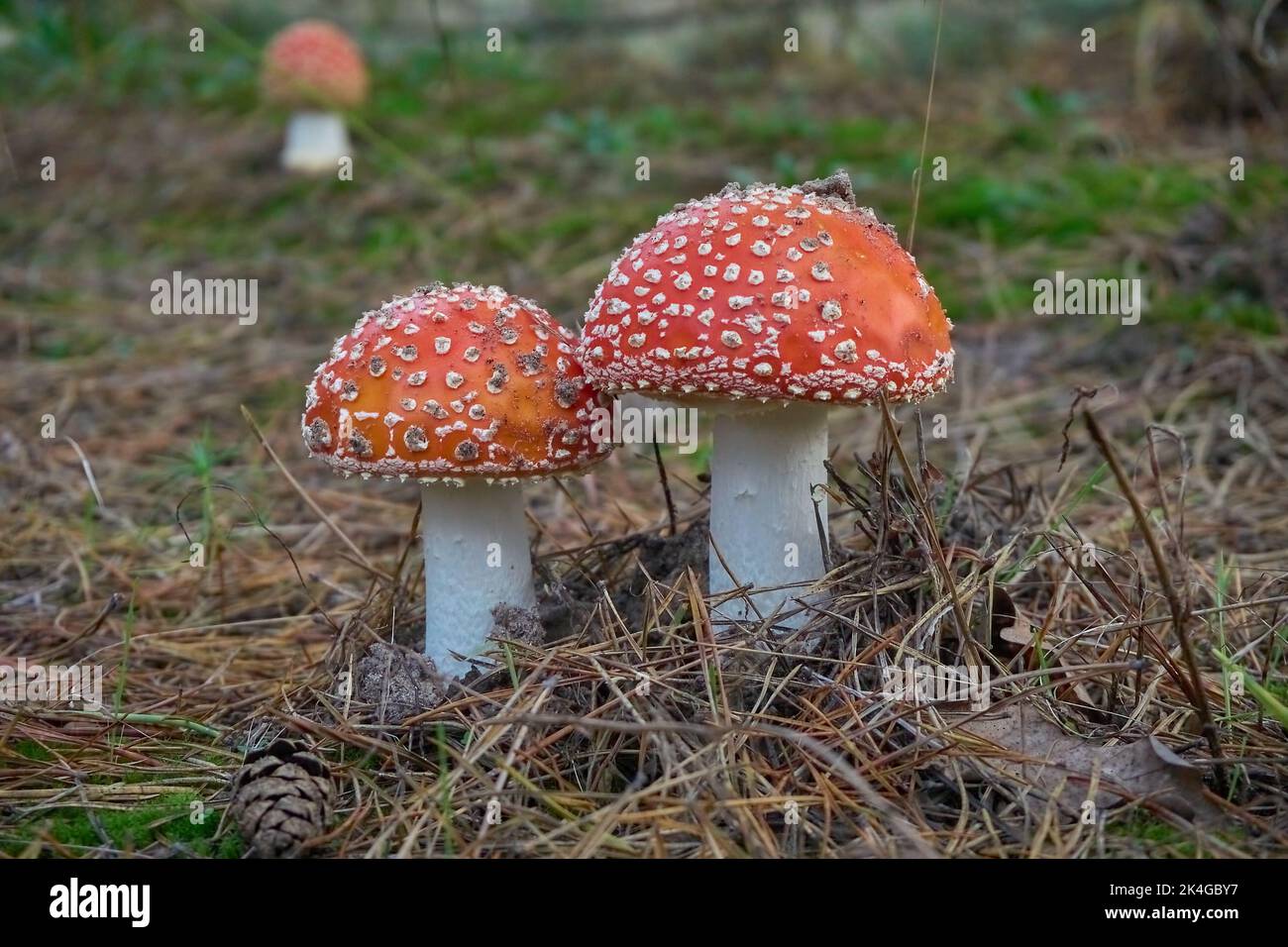 Two agaric fly fungus growing among dry pine needles. Photo of the ...