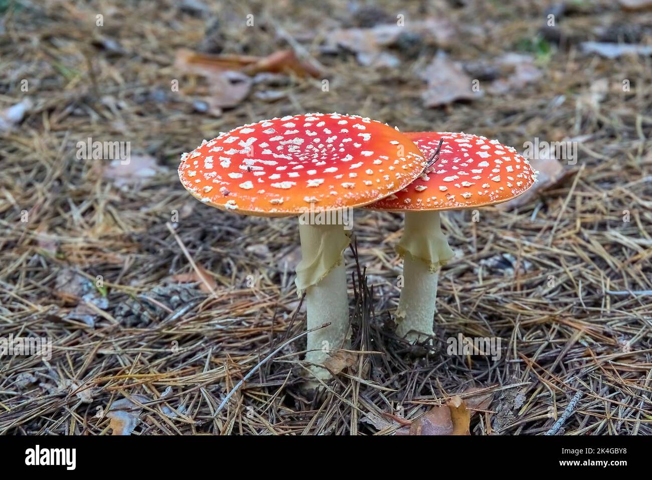 Two agaric fly fungus growing among dry pine needles. Photo of the ...