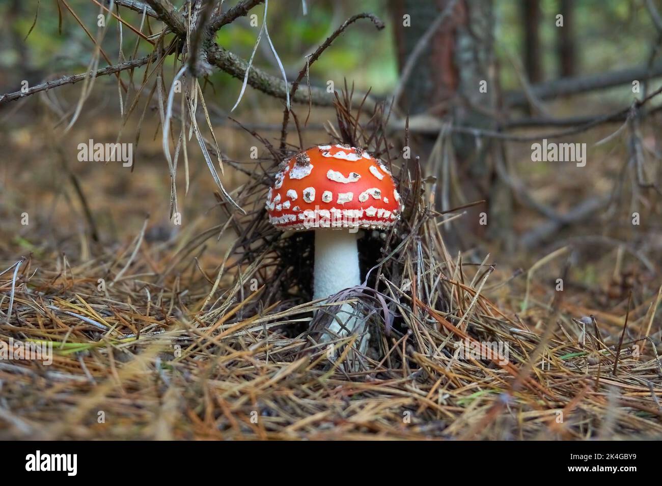 Young mushroom fly agaric grows among dry pine needles. Photo of a ...