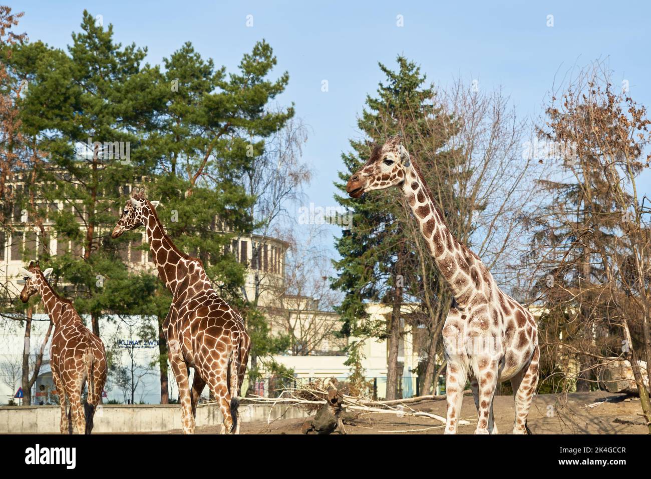 Giraffes family walk in aviary at Wroclaw Zoo Stock Photo - Alamy