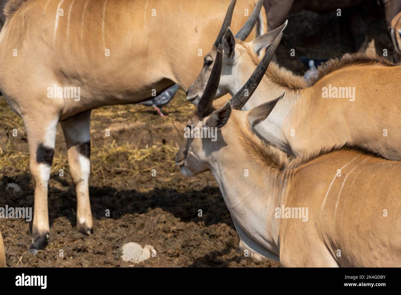 Tragelaphus oryx antelope eating in a herd, with some pigeons around ...