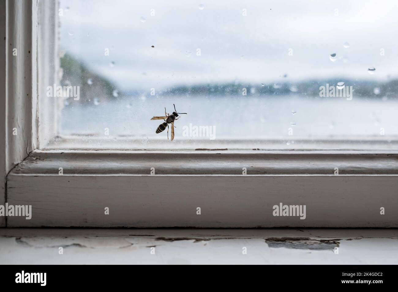 wasp on the glass of a window indoors Stock Photo - Alamy