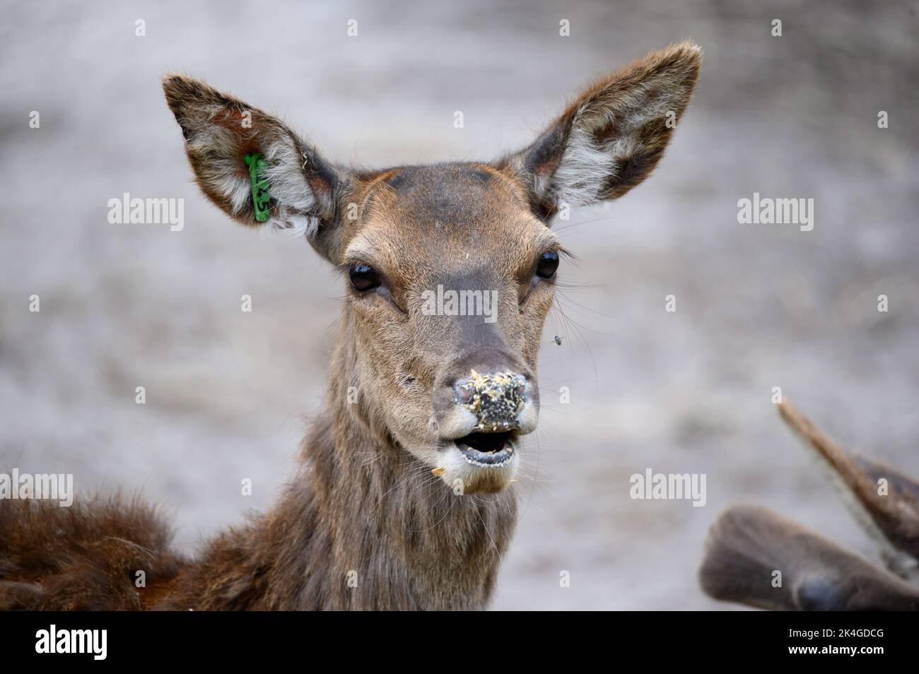Hamburg, Germany. 07th May, 2022. A red deer cow (Cervus elaphus ...