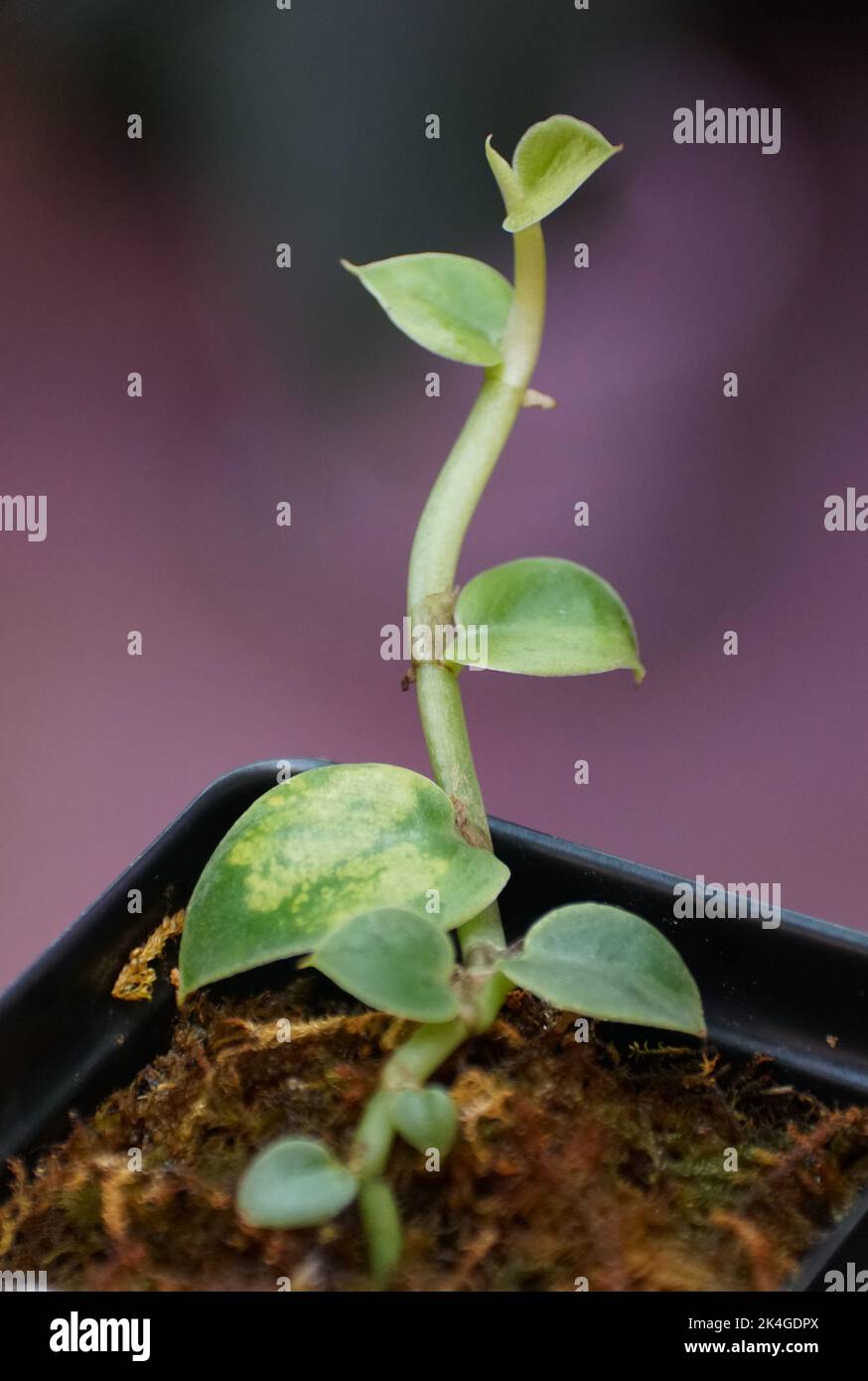 Rhaphidophora hayi hi-res stock photography and images - Alamy