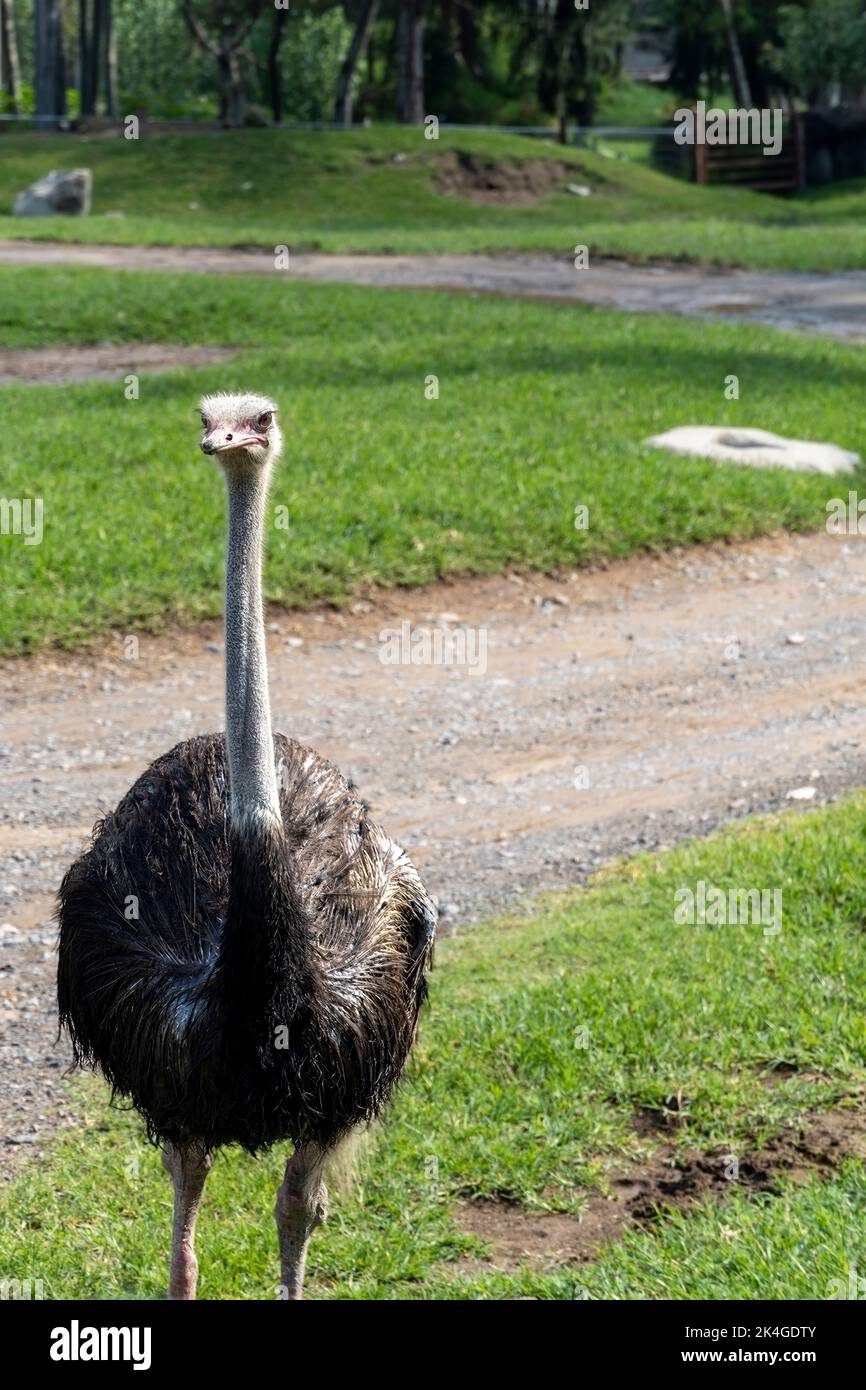 Struthio camelus an ostrich walking on the hill, in the background you ...