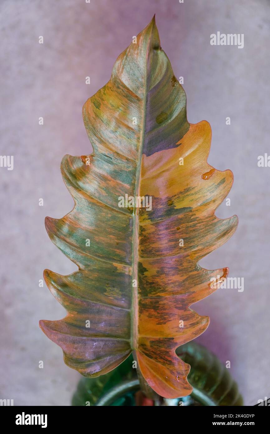 Stunning variegated and marbled leaf of Philodendron Caramel Marble, a ...