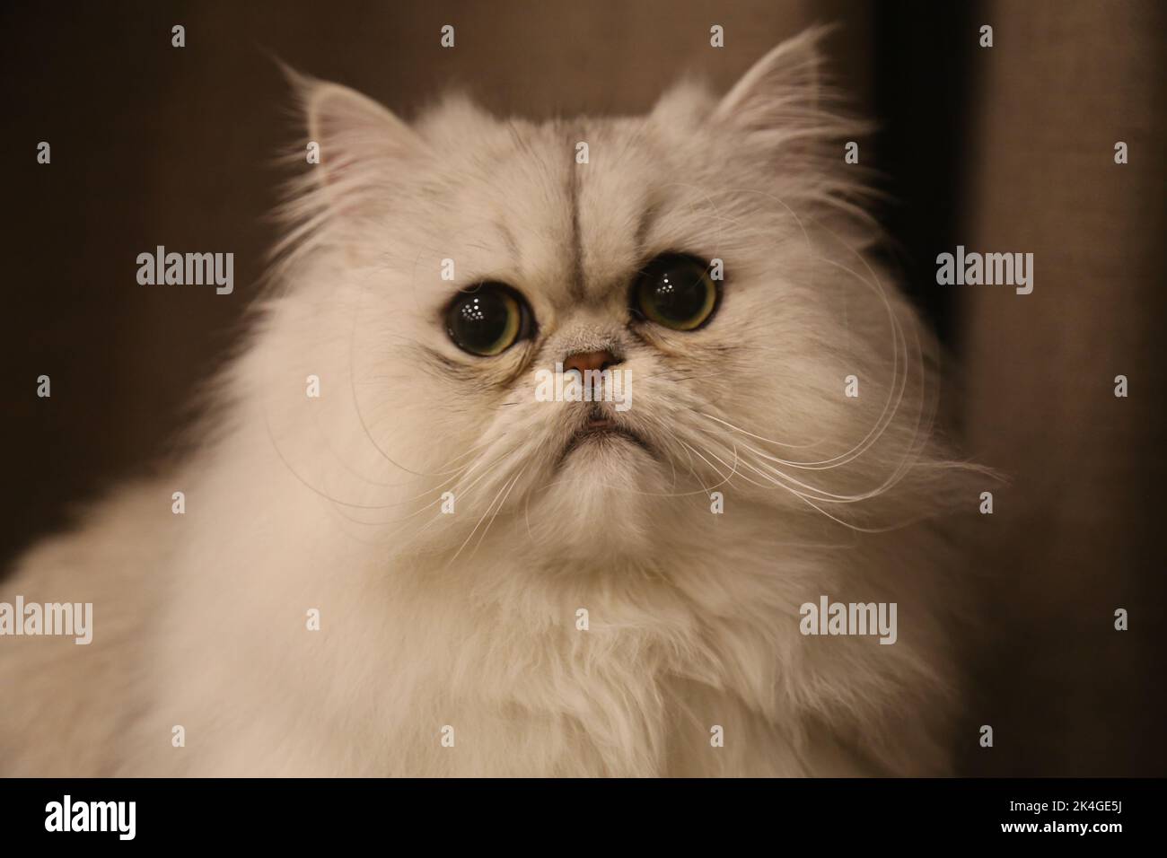 A closeup of a cute white Persian cat looking away Stock Photo - Alamy