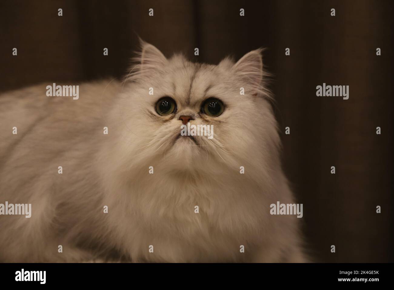 A closeup of a cute white Persian cat looking away Stock Photo - Alamy