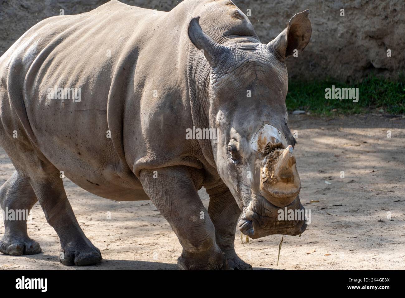 Ceratotherium simum simum white rhinoceros walking quietly in dirt ...