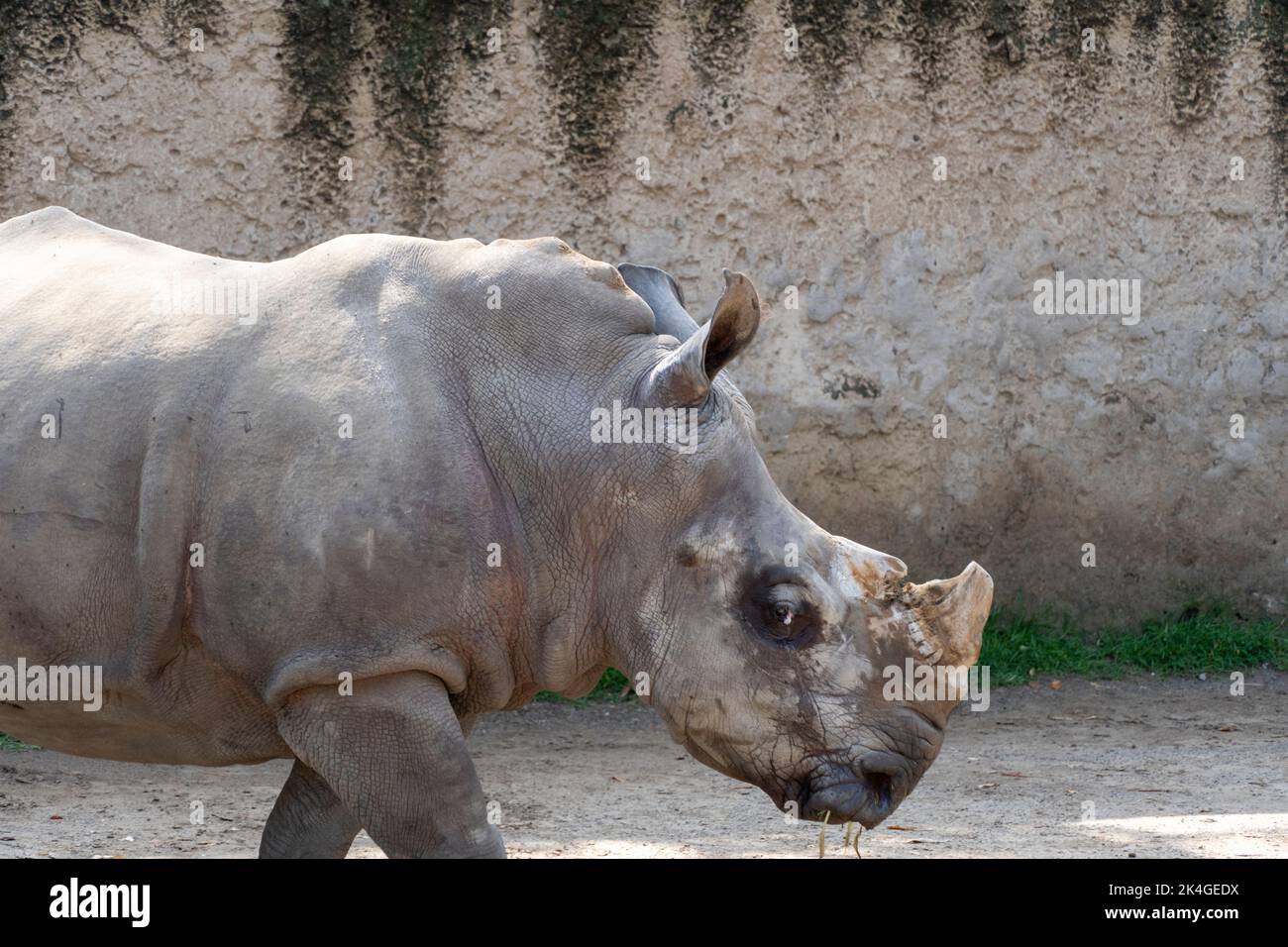 Ceratotherium simum simum white rhinoceros walking quietly in dirt ...