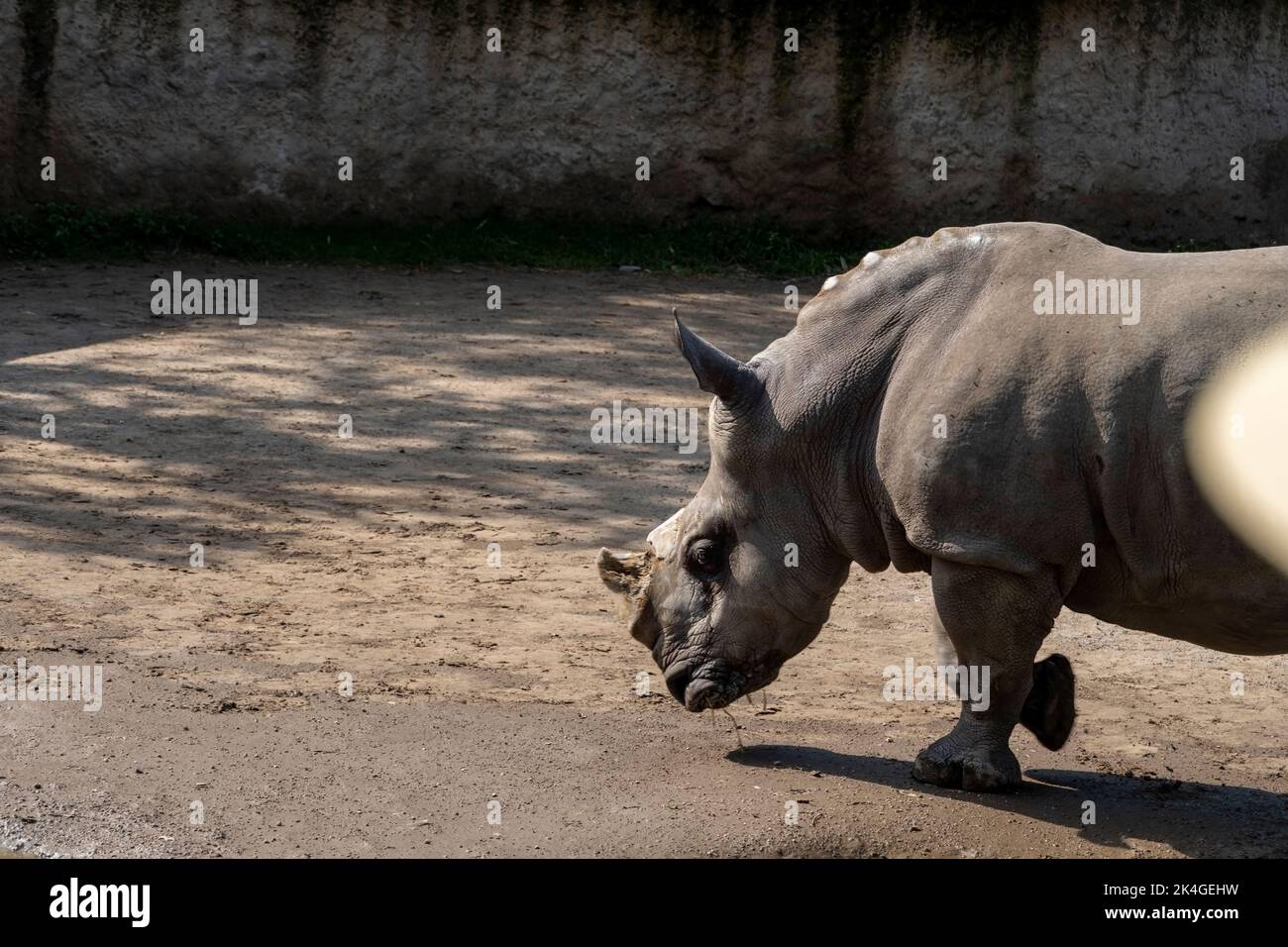 Ceratotherium simum simum white rhinoceros walking quietly in dirt ...