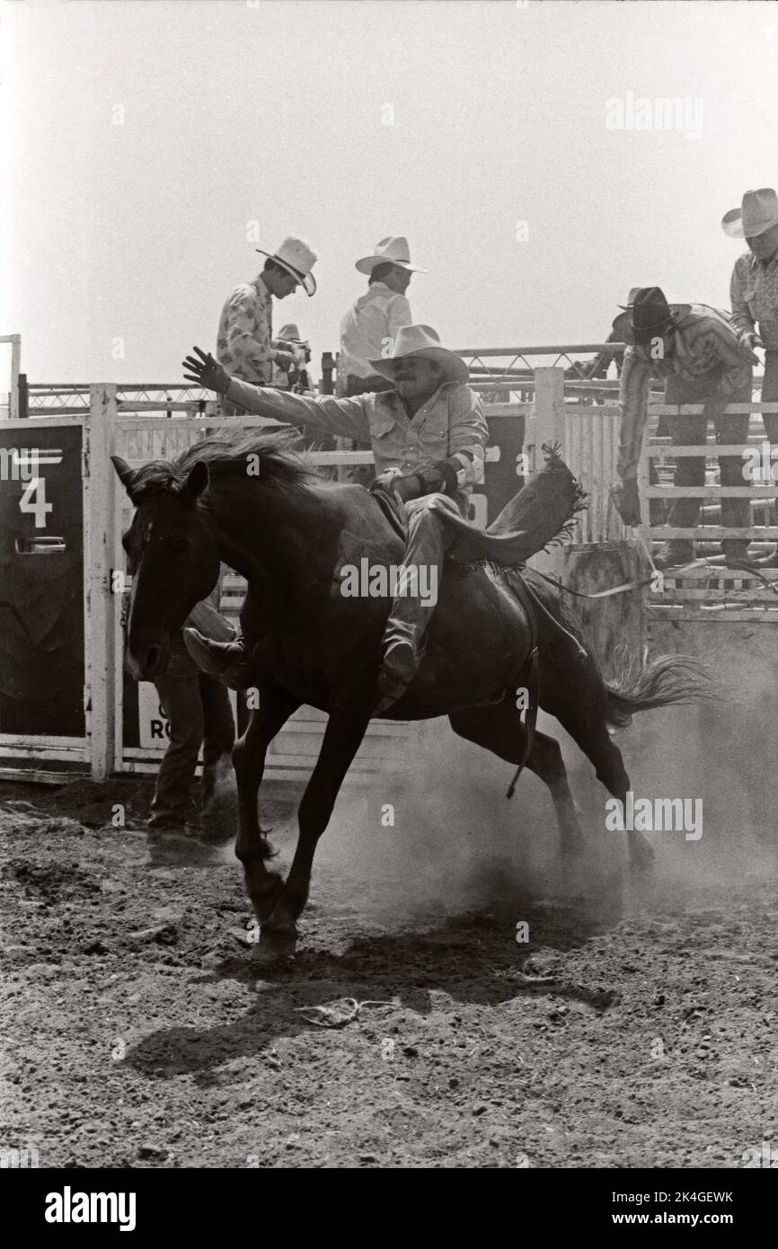 Bareback rodeo rider Drumheller Rodeo, circa 1982, Alberta Canada Stock ...