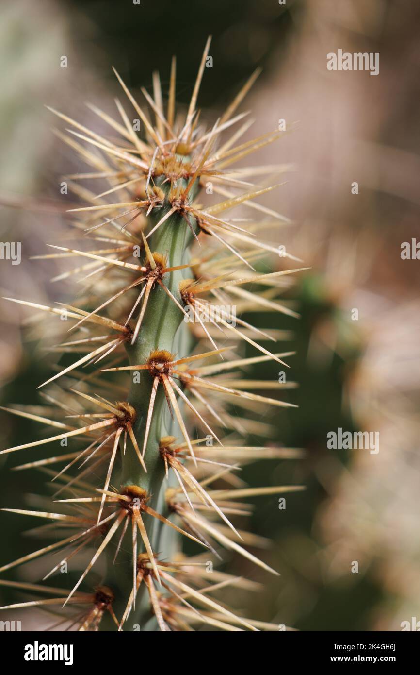 Yellow spines protrude from trichomatic glochidiate areoles of Opuntia ...
