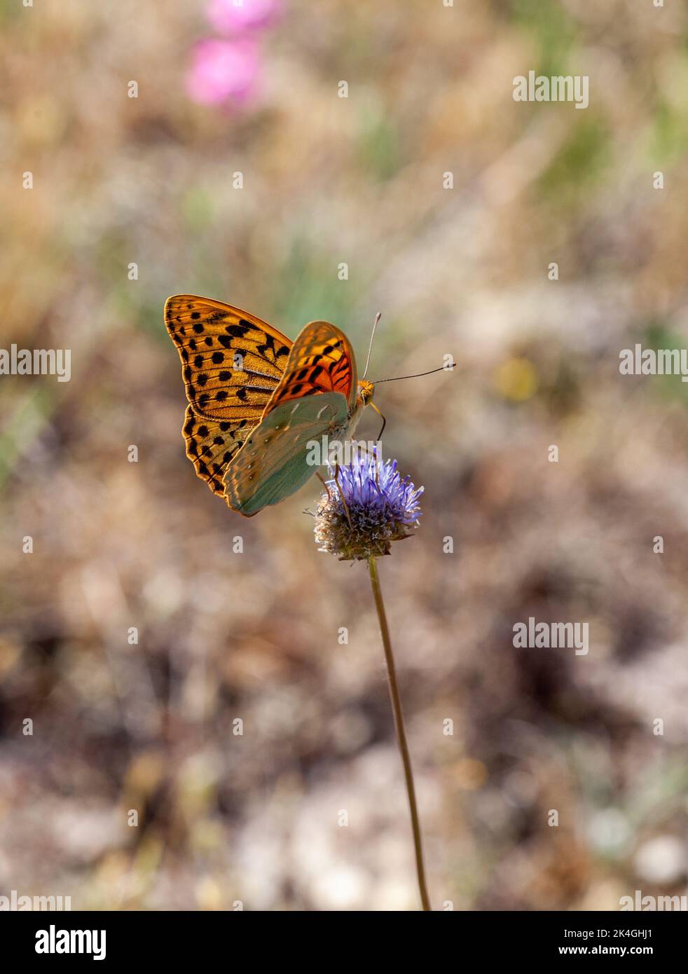 Cardinal Fritillary butterfly Argynnis pandora in the Spanish ...