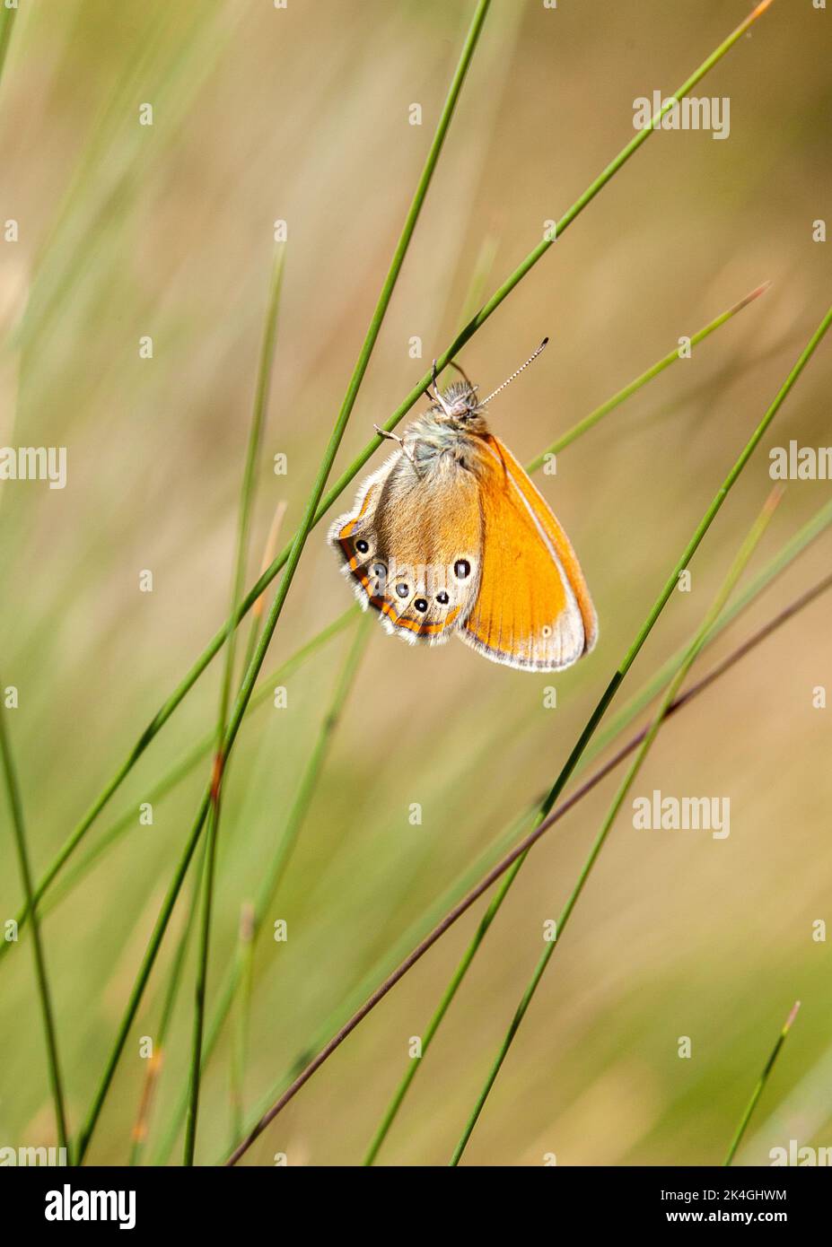 Chestnut Heath butterfly, Coenonympa glycerion, Sub species Iphioides ...