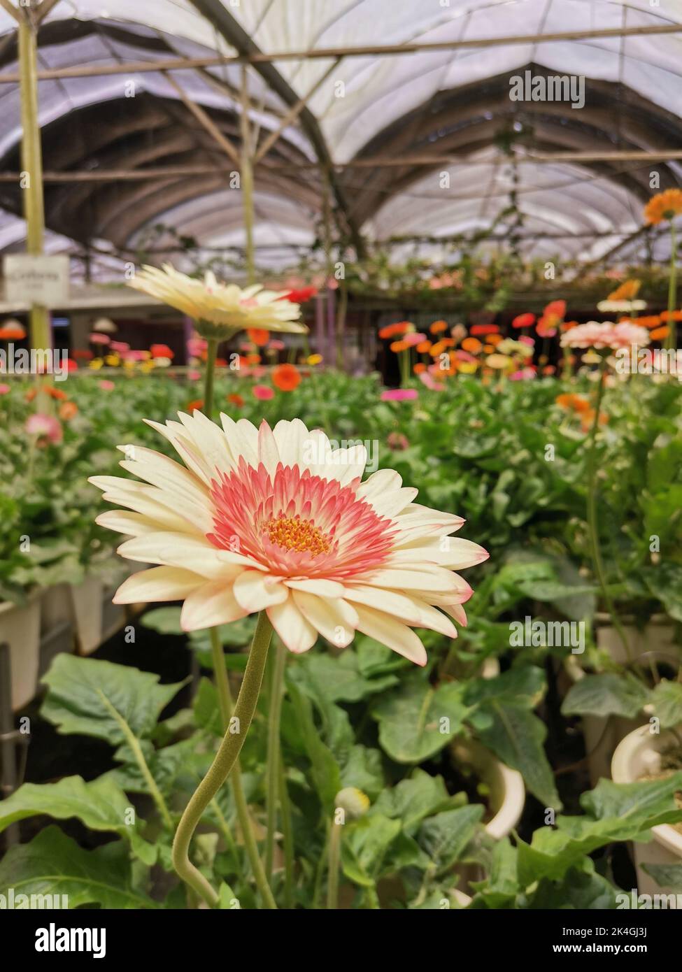 A close up of a pink Gerbera flower in a greenhouse complex Stock Photo ...