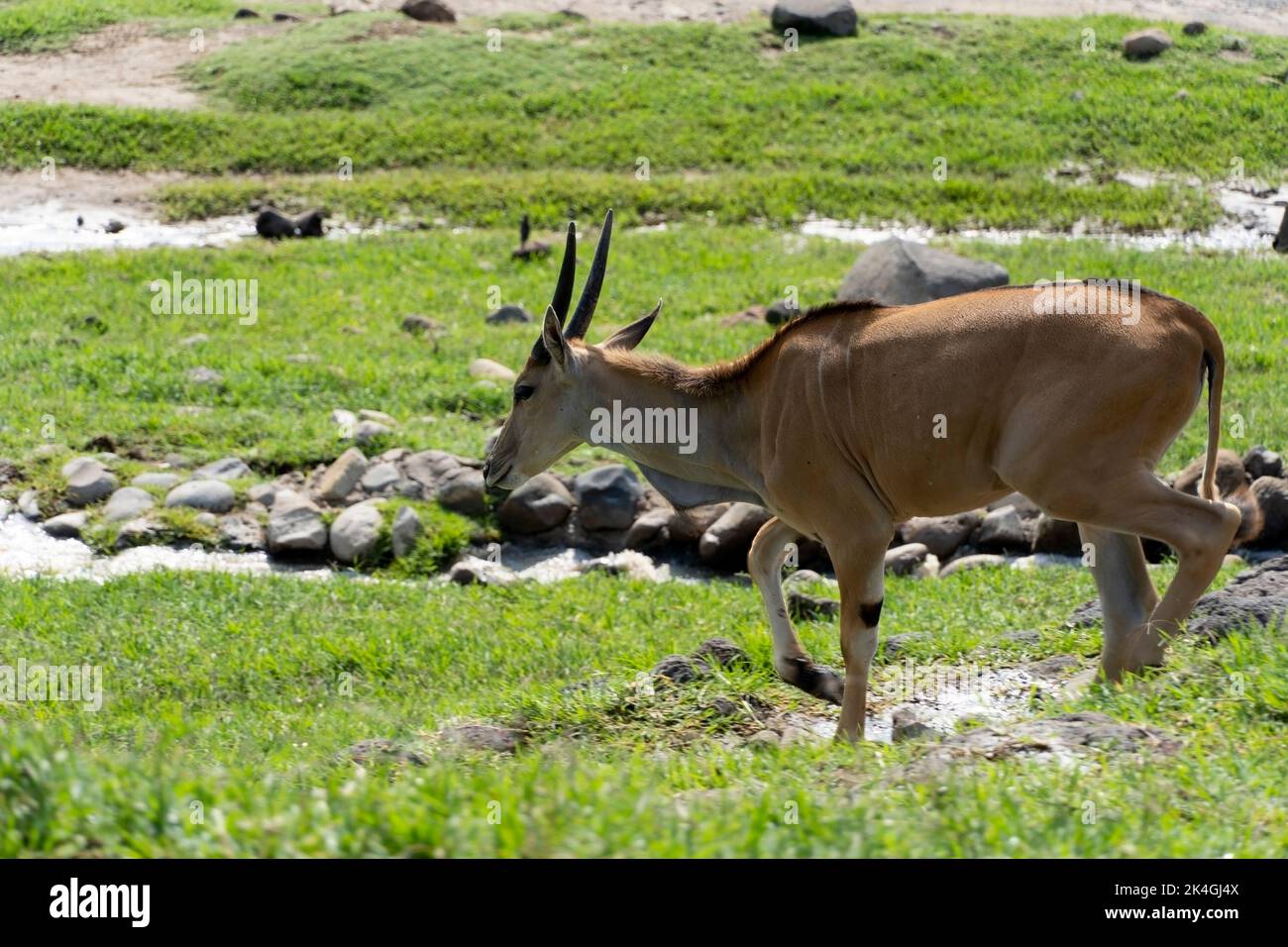 Tragelaphus oryx antelope eating in a herd, with some pigeons around ...